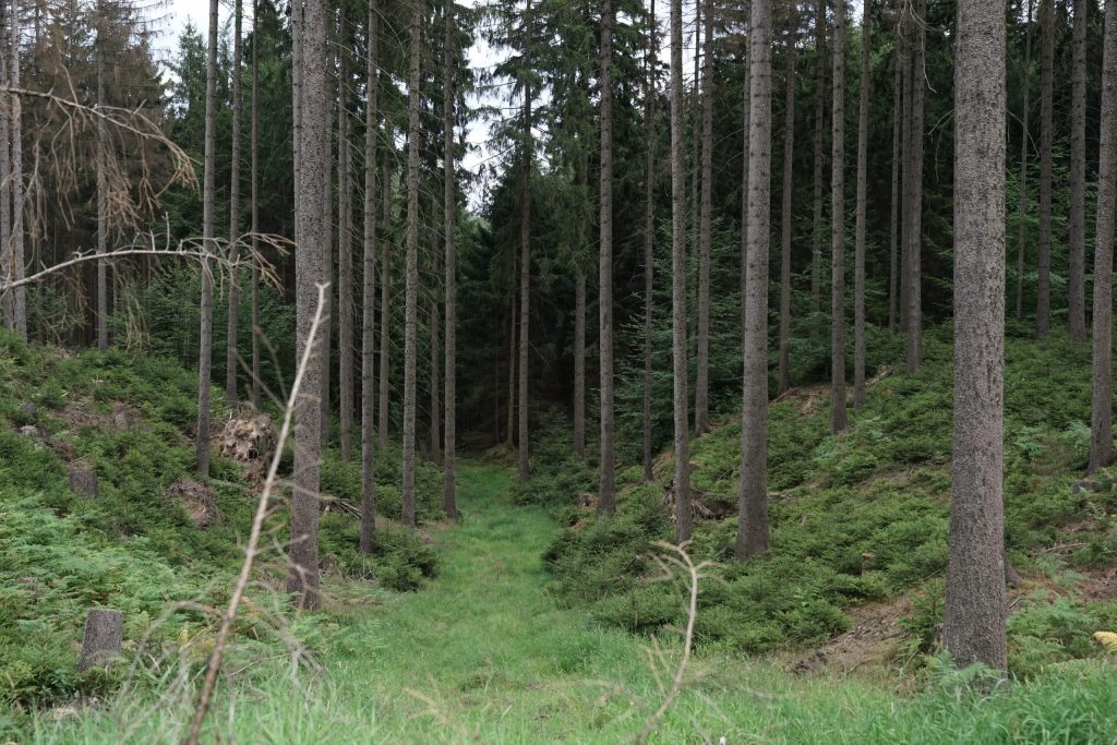 Anna-Sophia: Der Wald | Familie Sasek - Die offizielle Webseite